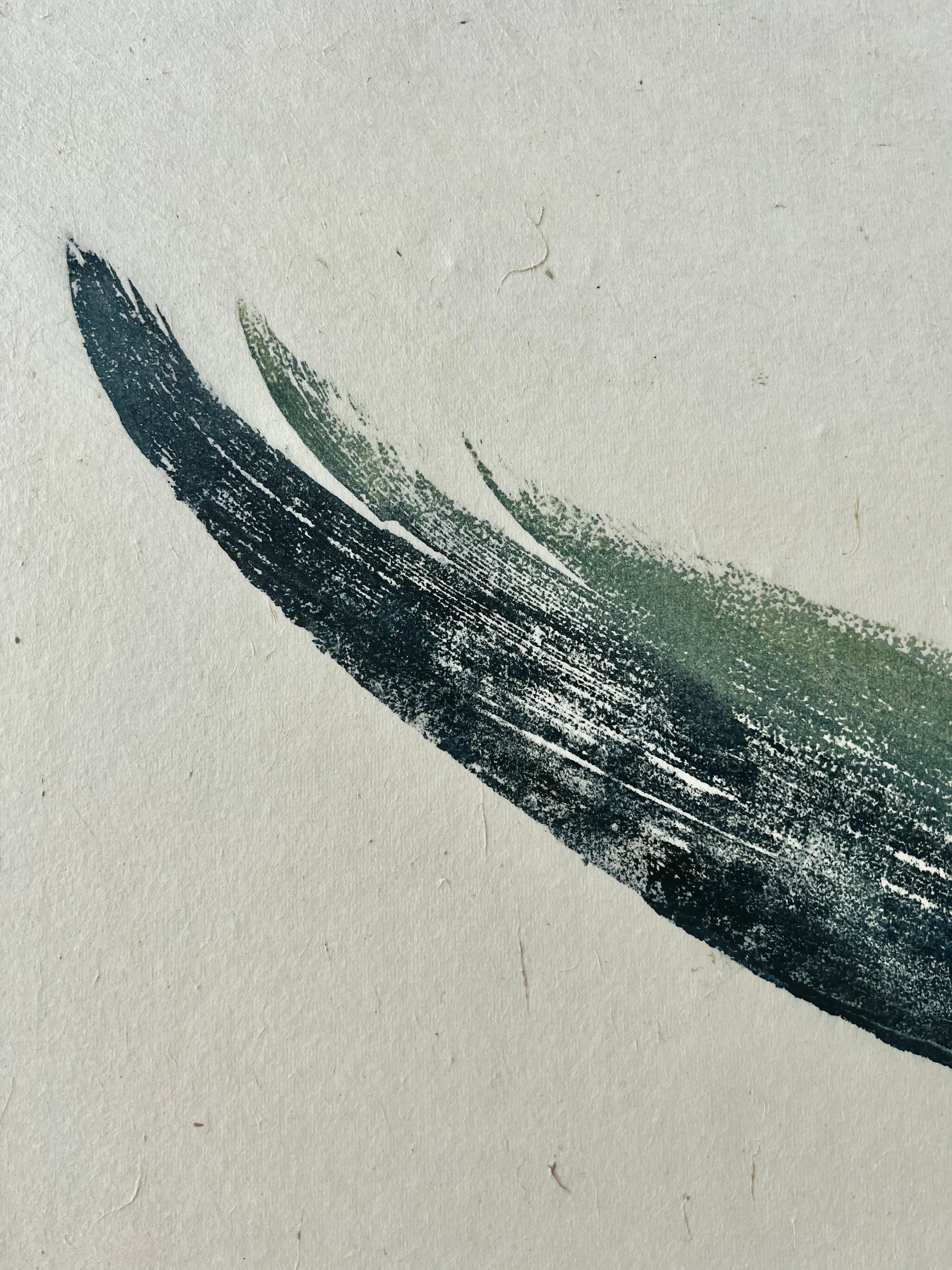 Blue Fin Tuna Tail Gyotaku by Jane Evans – JANE EVANS GYOTAKU